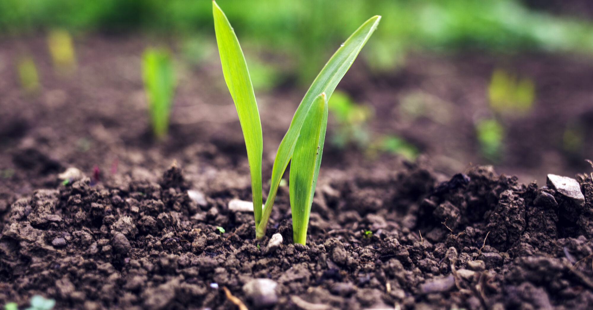 how to make humus rich soil